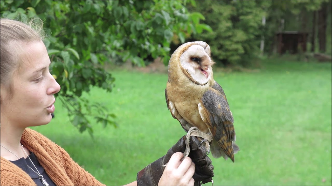 Lot sowy. Owl training - Diuna - YouTube