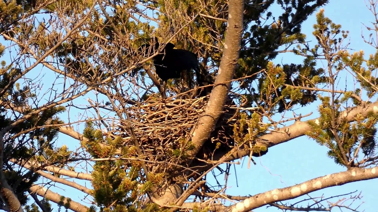 Courtship Feeding of Carrion Crow Couple - YouTube