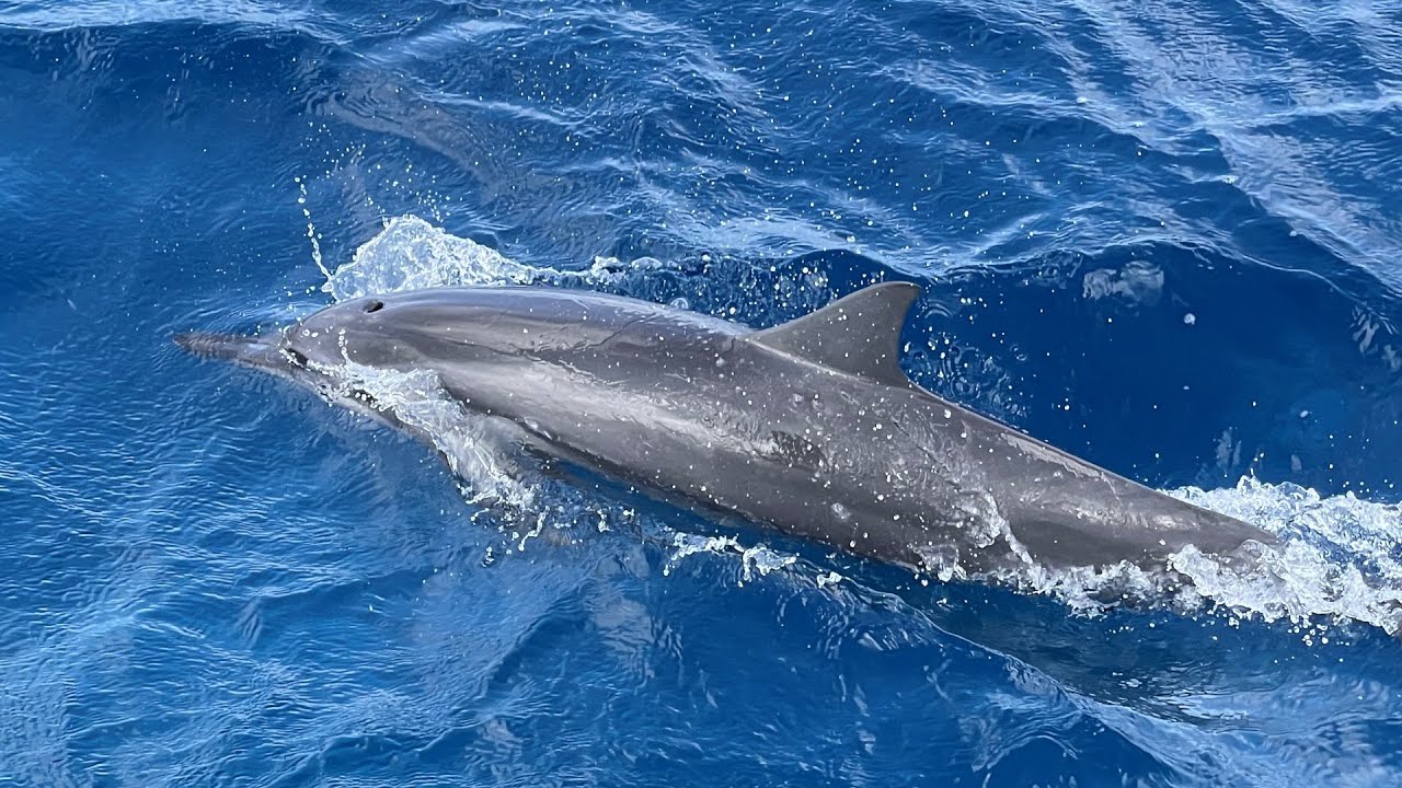 2022 Dolphin Watching - Agat, Guam - YouTube