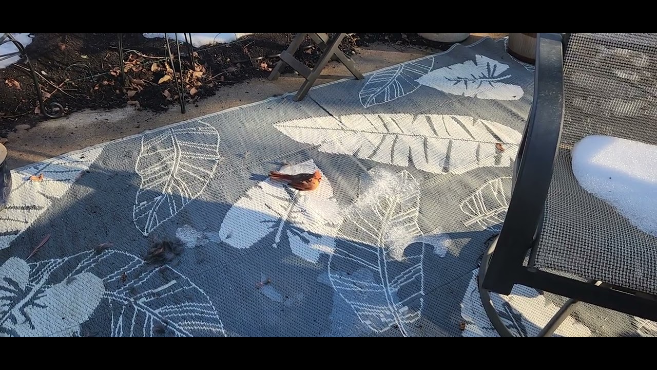 Not 1 Sparrow will fall without Him knowing. - YouTube