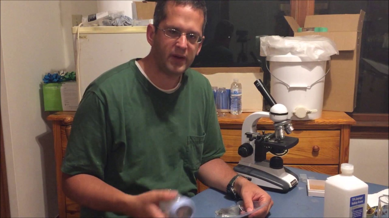how to diagnose nosema in a bee hive - YouTube