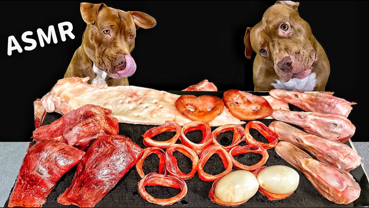 Best ASMR Dog In The World PITBULL EATING RAW FOODS - YouTube