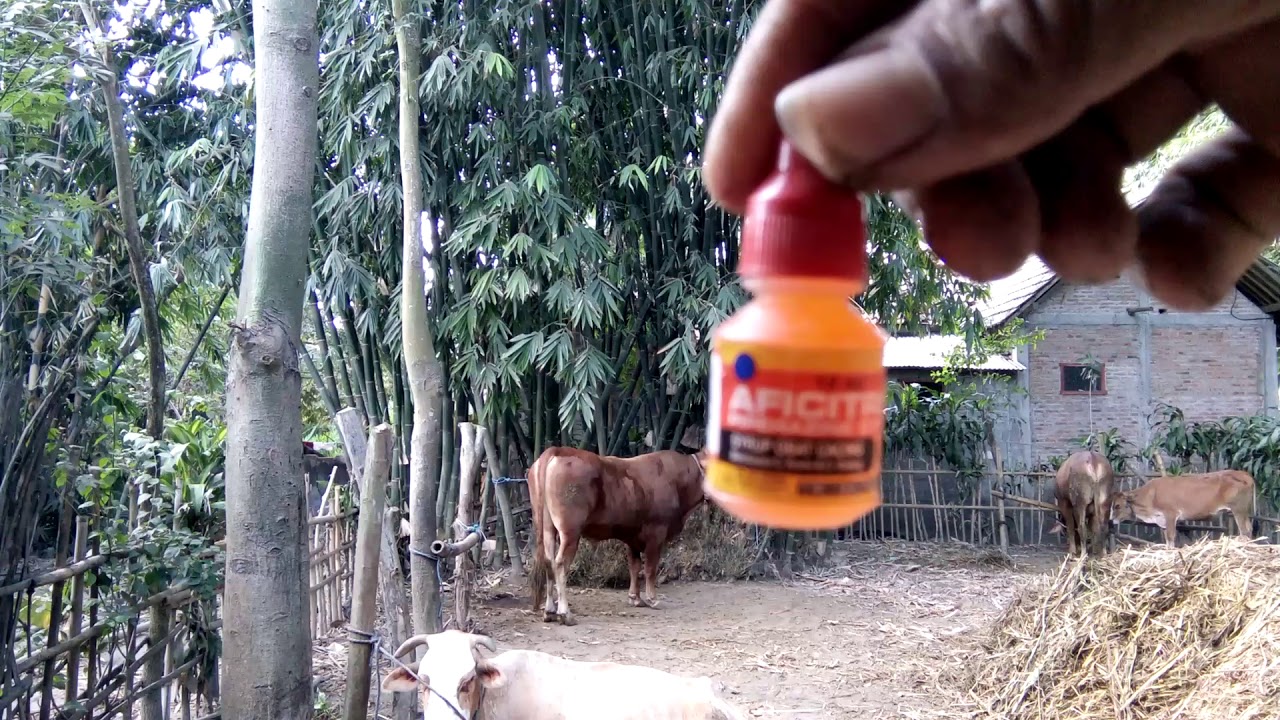 Cara Ngobati sapi cacingan - YouTube