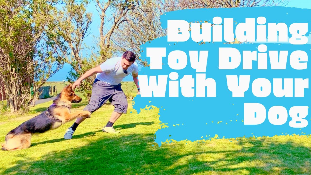 How To Build Your Dogs Toy Drive In 3 Simple Steps - YouTube