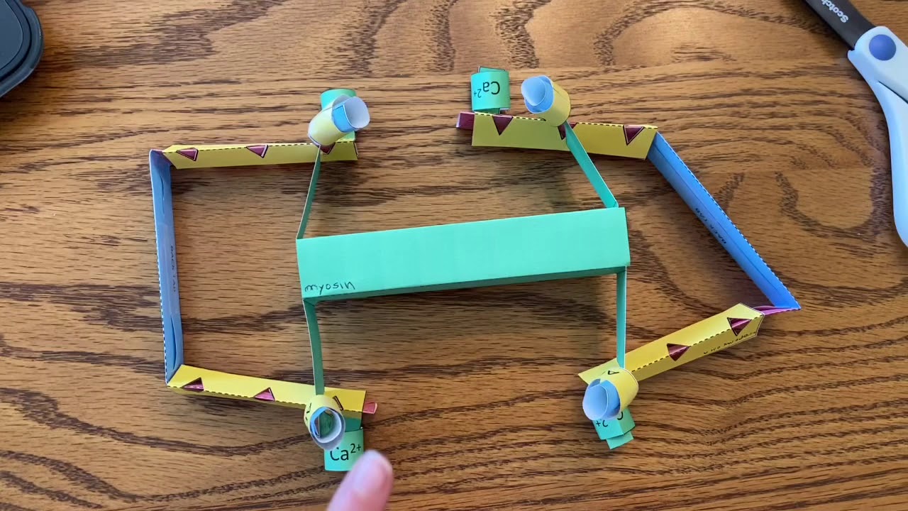HBS 4.2.5 Muscle Contraction with Origami! - YouTube