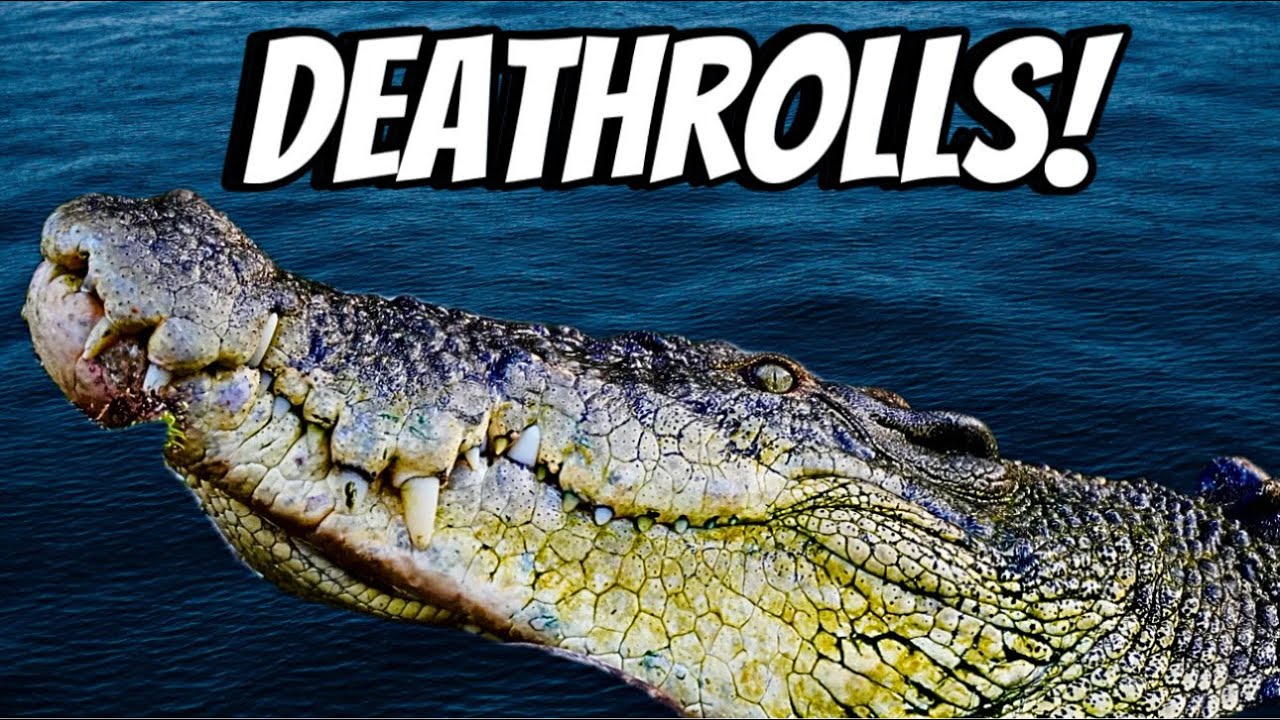 Wild Saltwater Crocodiles Deathroll & Devour a Huge Meal! - YouTube