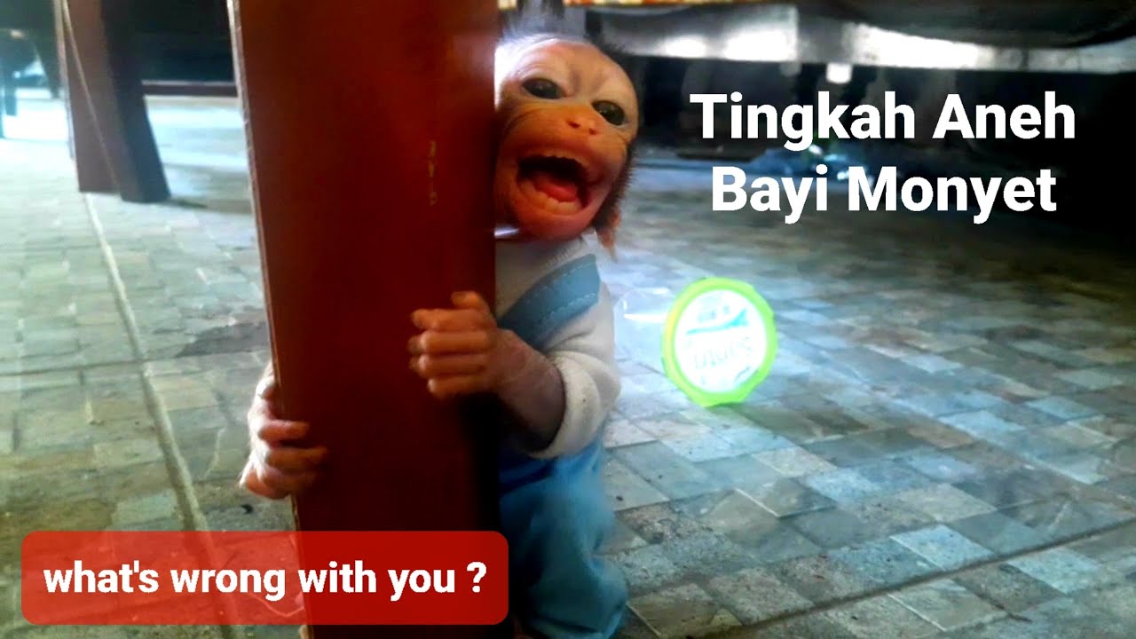 strange behavior of baby monkeys🙈 - YouTube