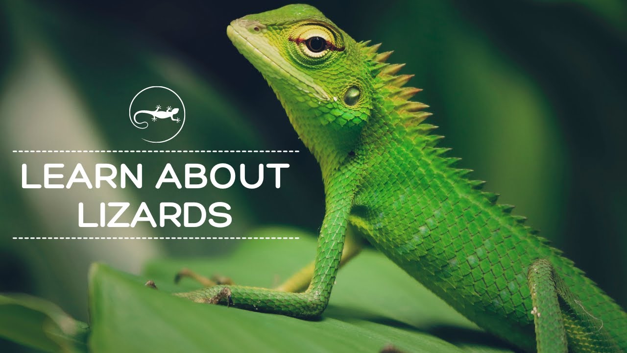 Learn About Lizards - YouTube