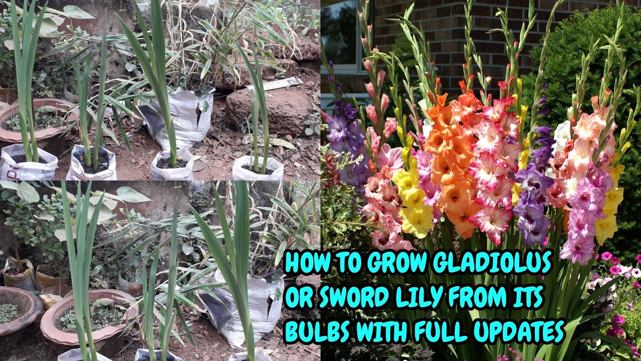 HOW TO GROW GLADIOLUS OR SWORD LILY FROM ITS BULB WITH FULL UPDATES ...