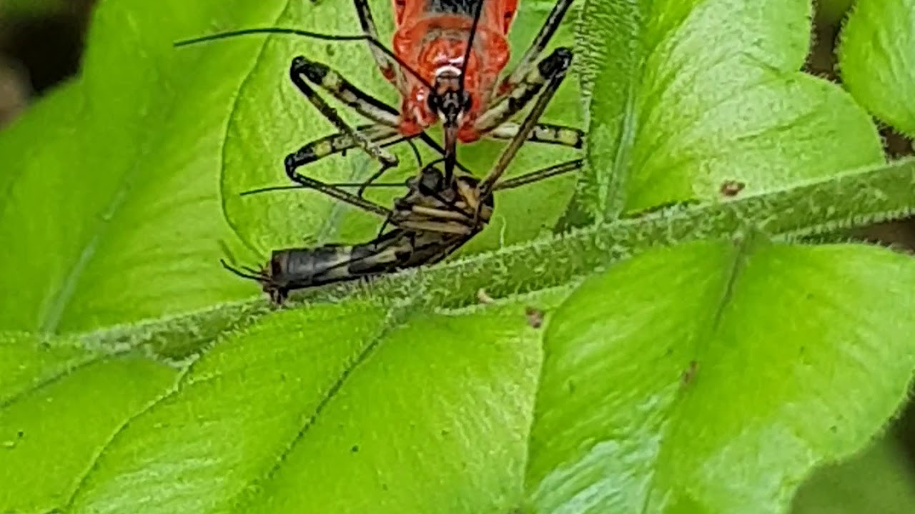 Kepik#predator#musuhalami#natural - YouTube