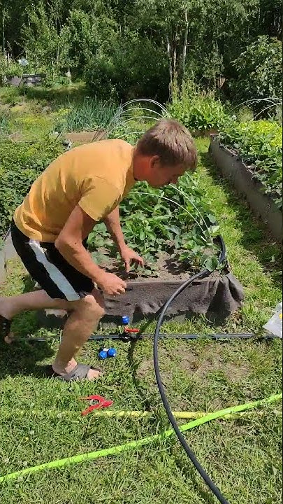 Показываю процесс укладки и подключения удобного полива для грядки из ...