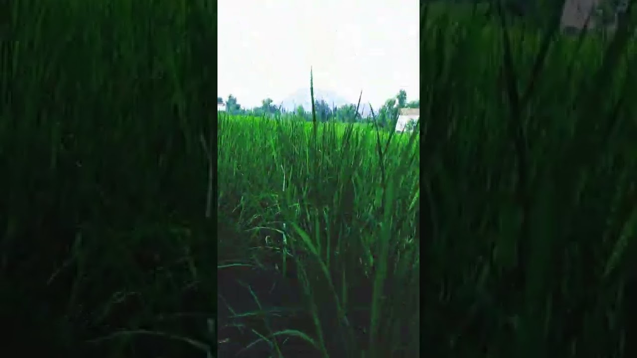 Panjpir |Swabi| "It takes a village to raise a child" (proverb) - YouTube