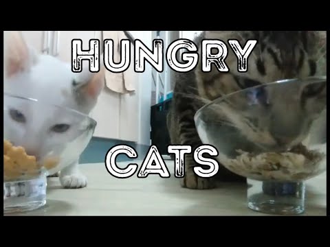 IMPATIENT CATS, CAN’T WAIT FOR FOOD |Badger the Cat| - YouTube