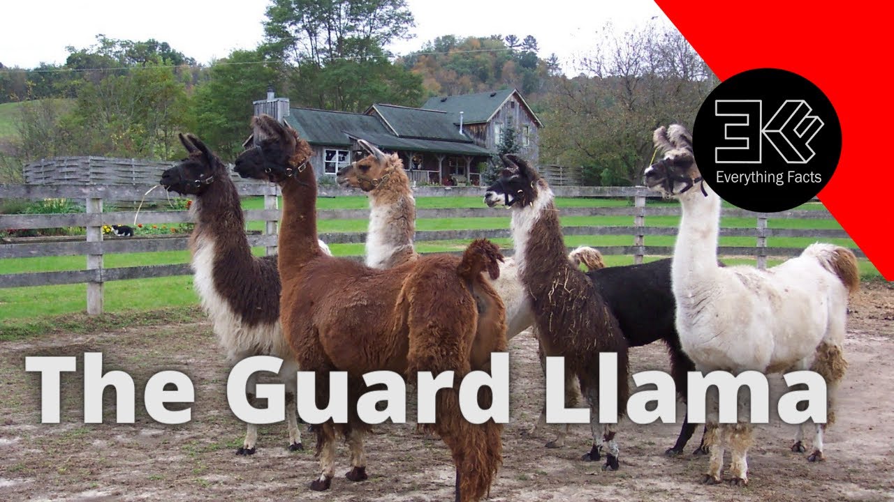 guard llama - YouTube
