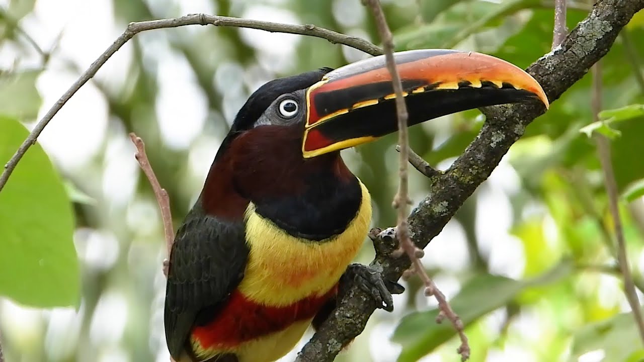 Chestnut Eared Aracari