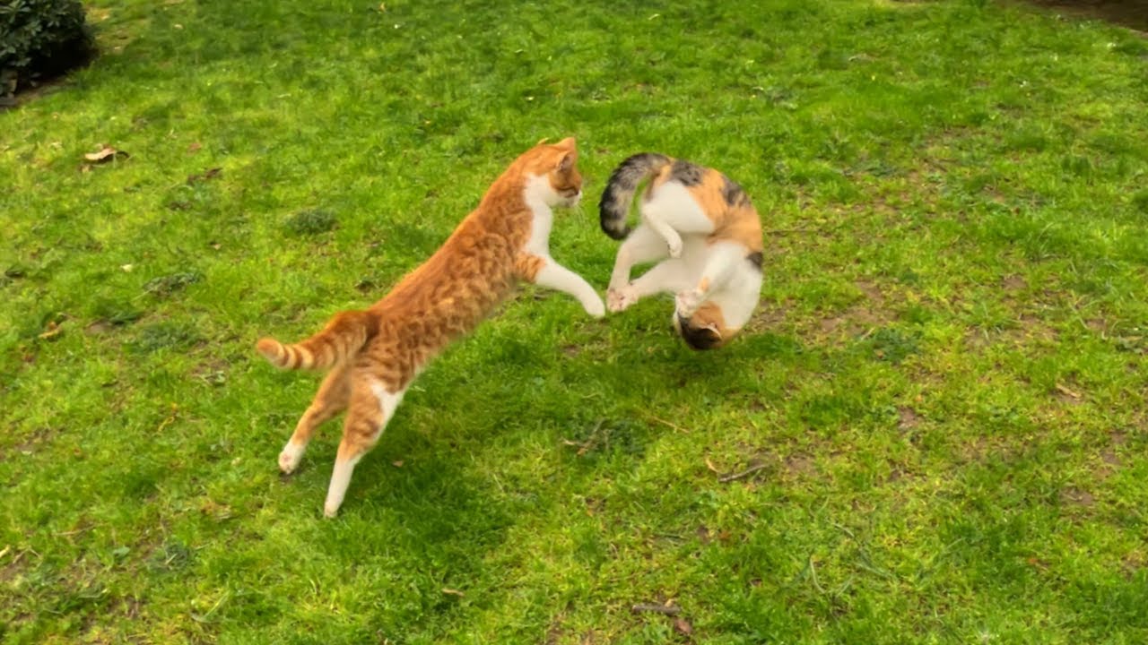 Two happy cats that will make your day 10 percent better - YouTube