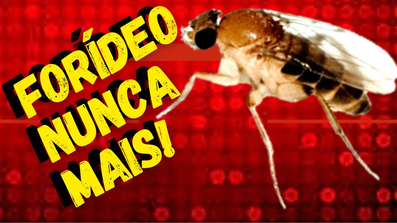 Acabe com ele antes que ele acabe com sua colonia(FORIDEOS) - YouTube