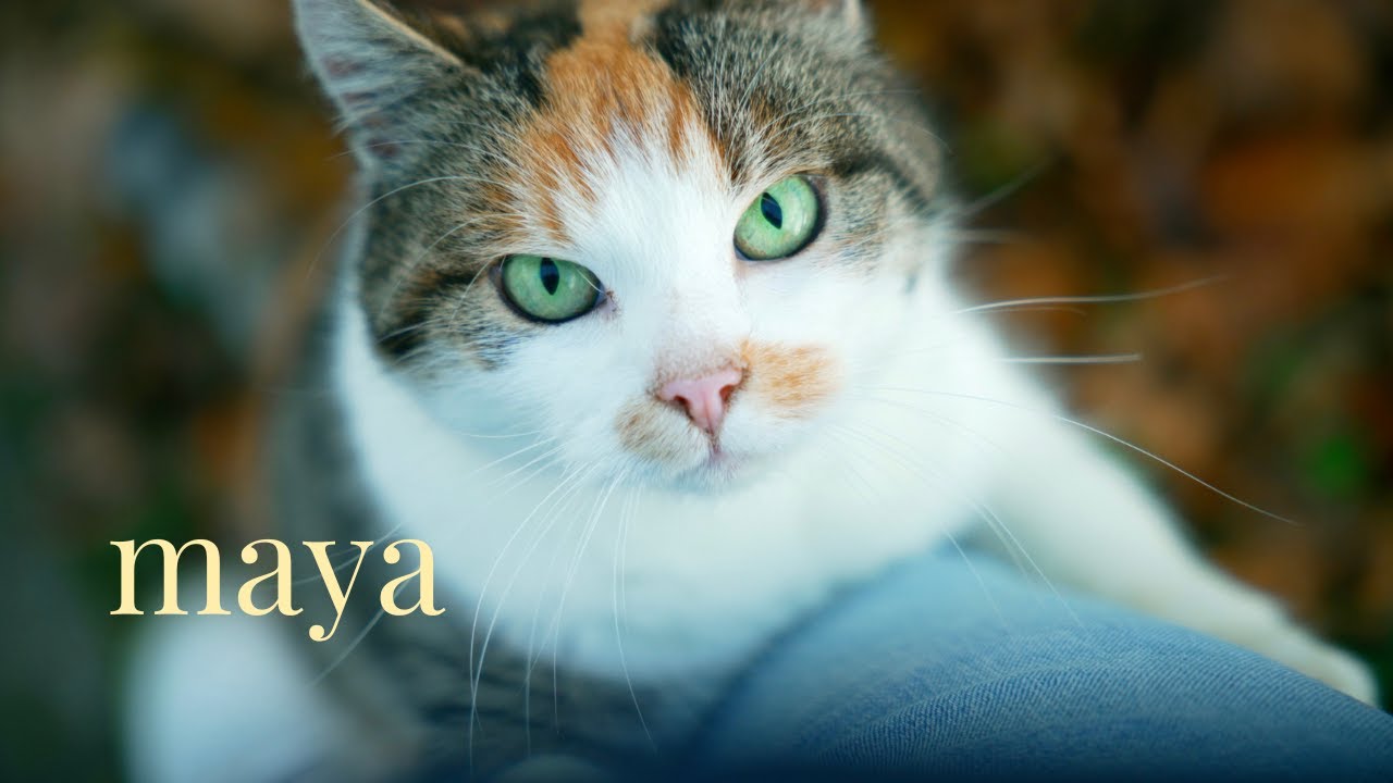 when maya found me | a cat short film - YouTube