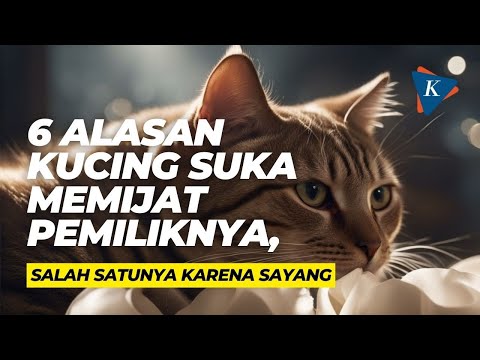 6 Alasan Kucing Suka Memijat Pemiliknya, Salah Satunya karena Sayang