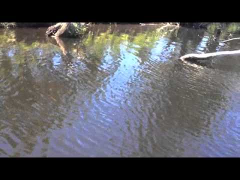 Hurricane Lures SMIG 50 (Flatza) Snags Part 2 - YouTube