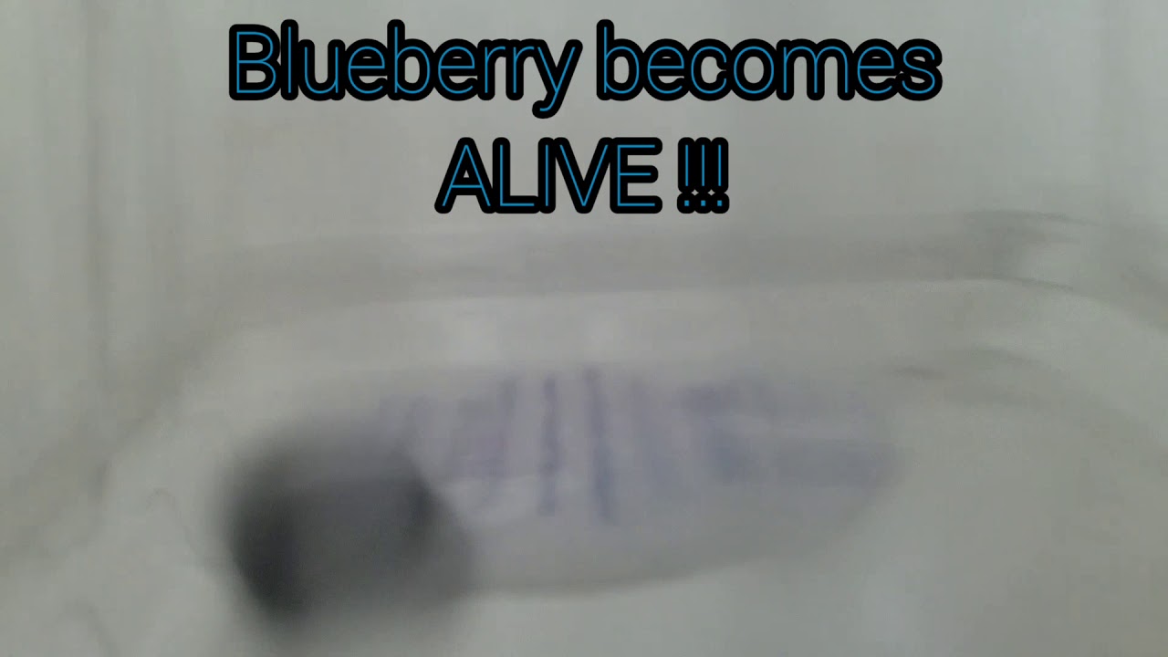 Blueberry DNA Manipulation ... - YouTube