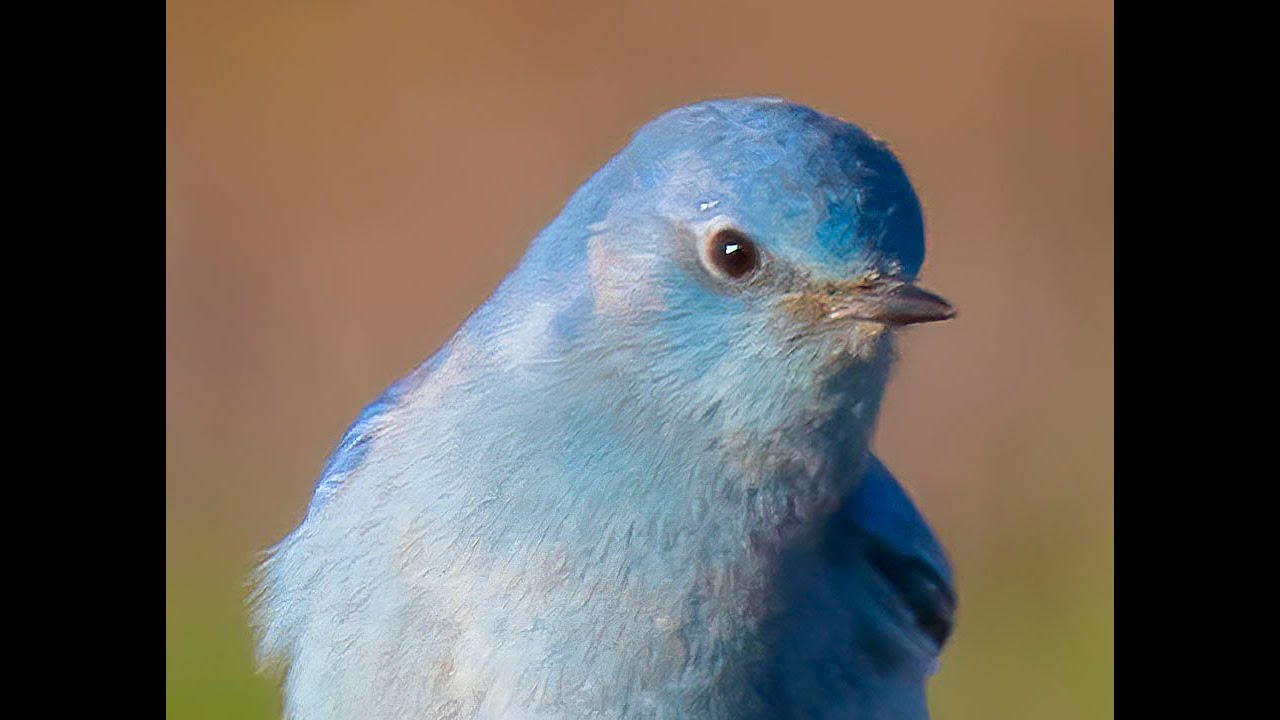 HDObservations : Mountain Bluebird (4K UHD) - YouTube