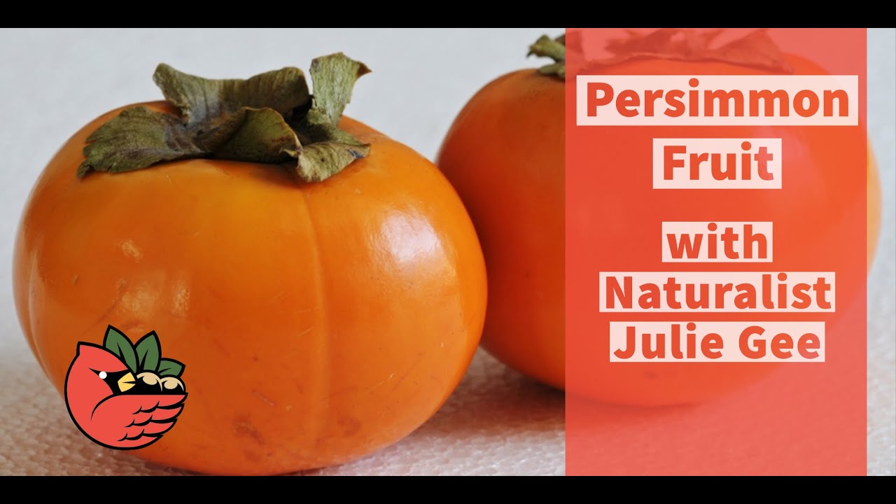 Persimmon Fruit with Naturalist Julie Gee - YouTube