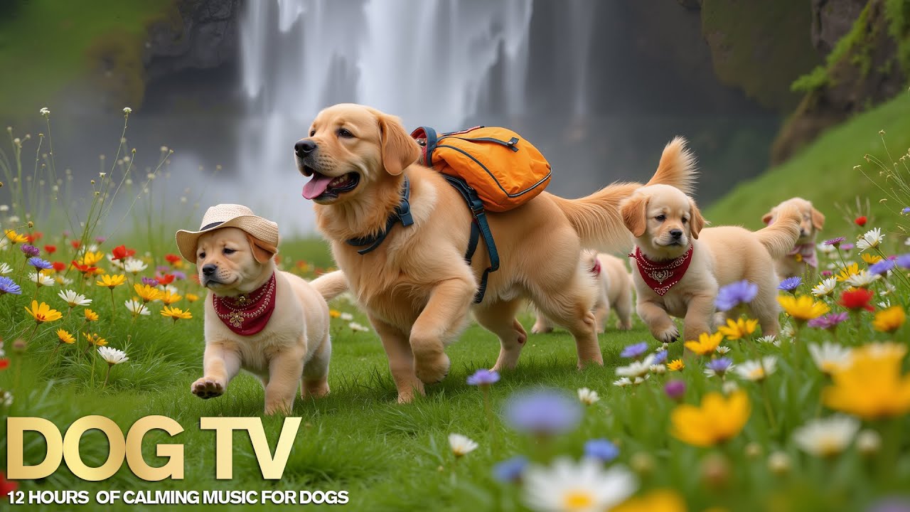 12 Hours Calming Music For Dogs🐶Dog TV with Soft Piano🐶 Anxiety Relief ...