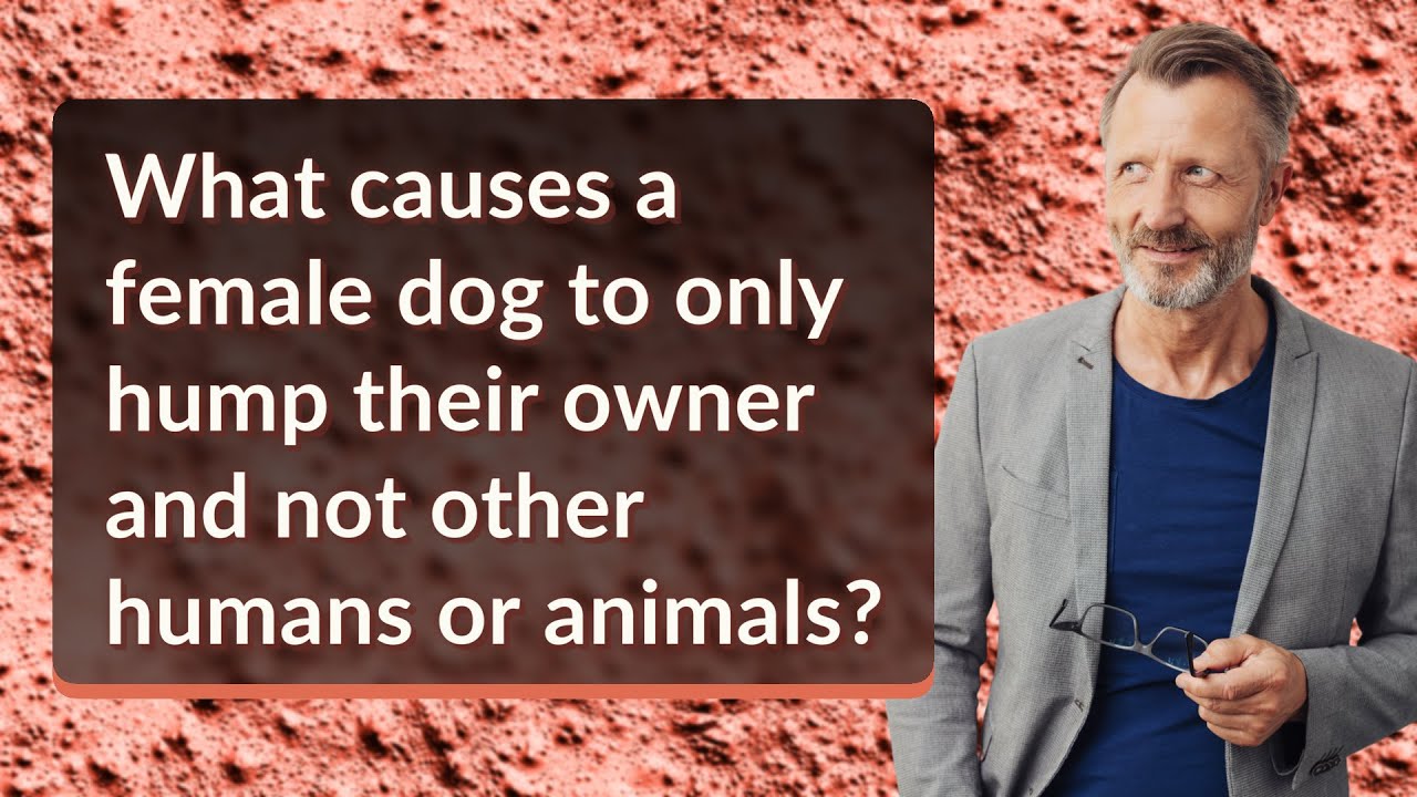 What causes a female dog to only hump their owner and not other humans ...