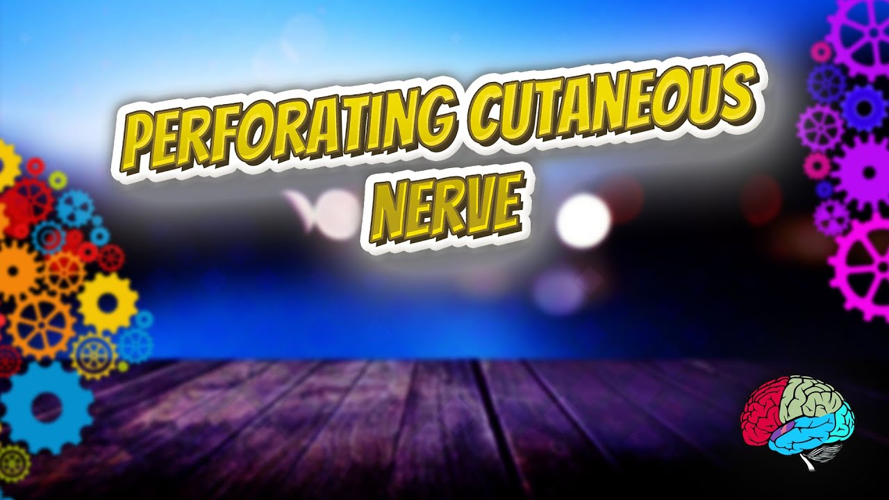 PERFORATING CUTANEOUS NERVE - Know It ALL 🔊 - YouTube