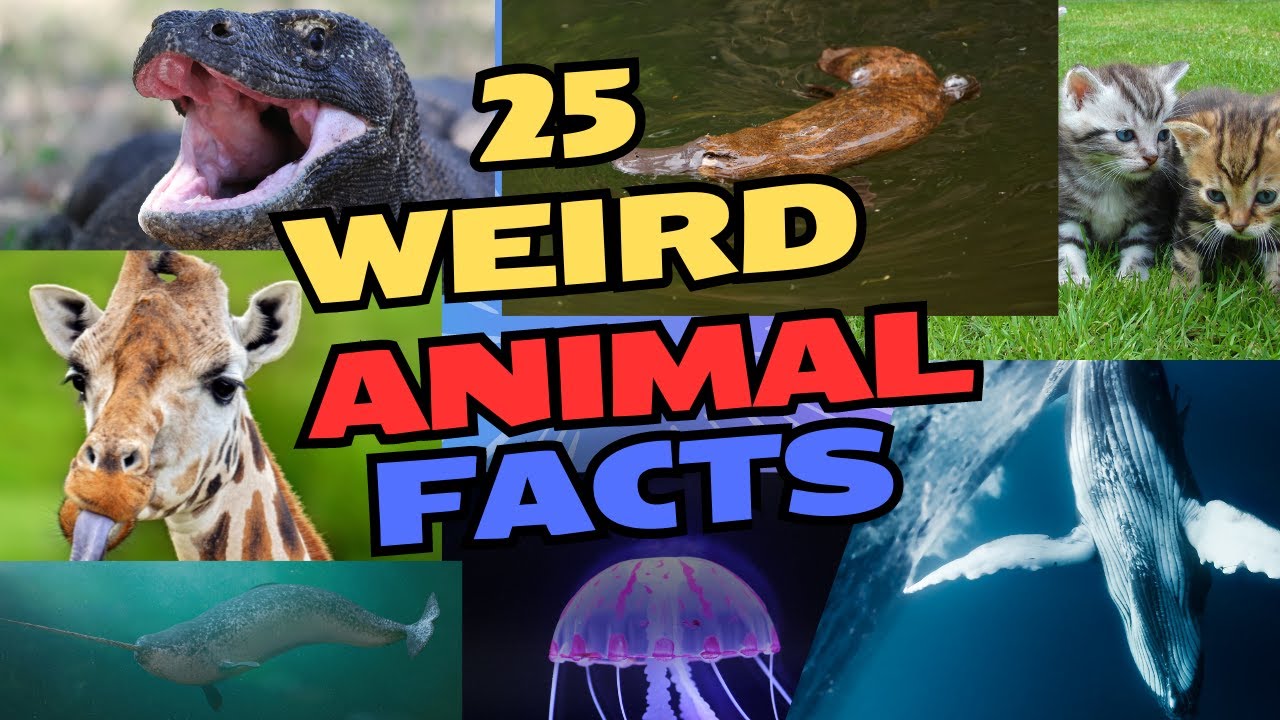 25 Weird Animal Facts - YouTube