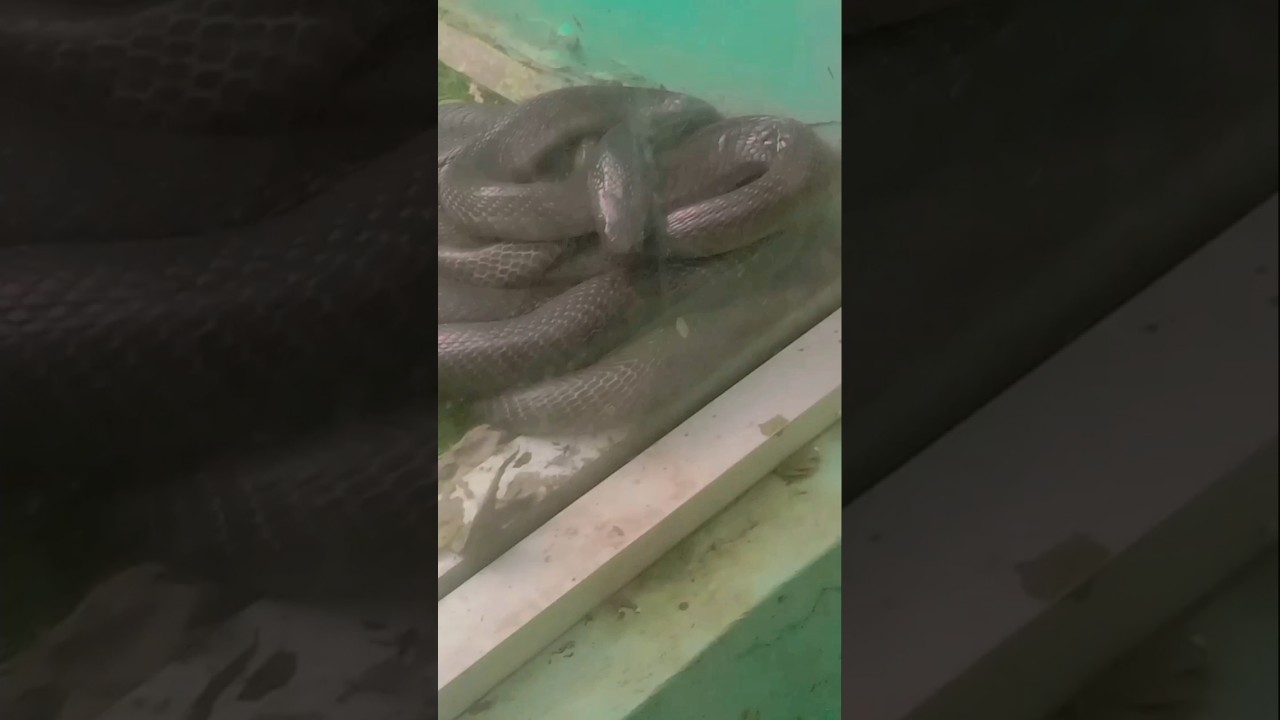 snake dekha bade bade 3 #animal #zoo #video - YouTube