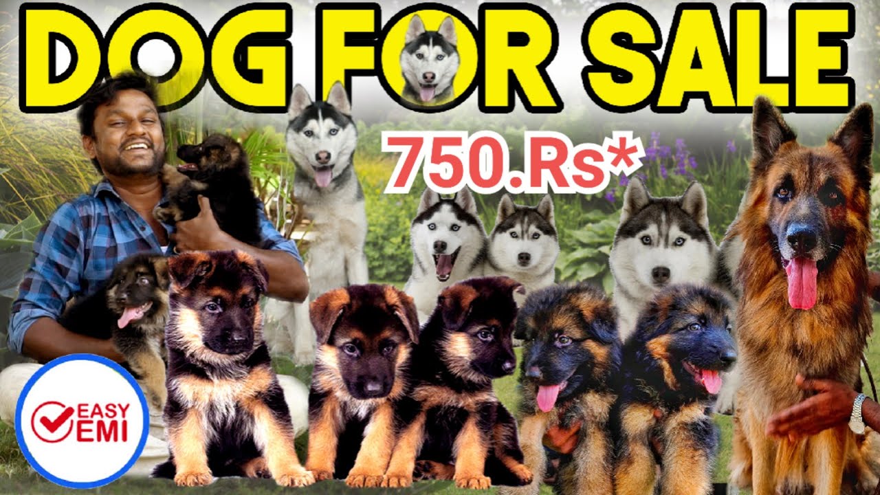 PUPPIES For Sales| Delivery Available | Puppy's Price List | Kennel in ...