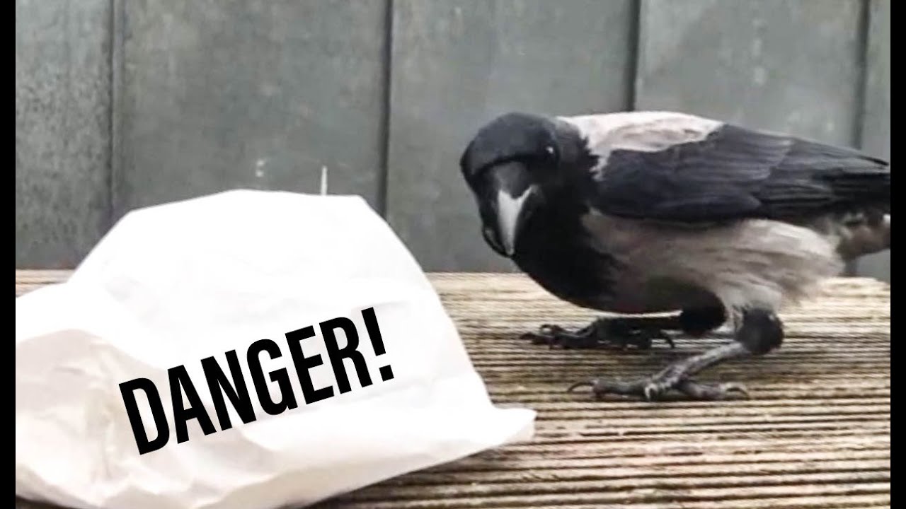 Crow Intelligence: Flee Or Feed? - YouTube