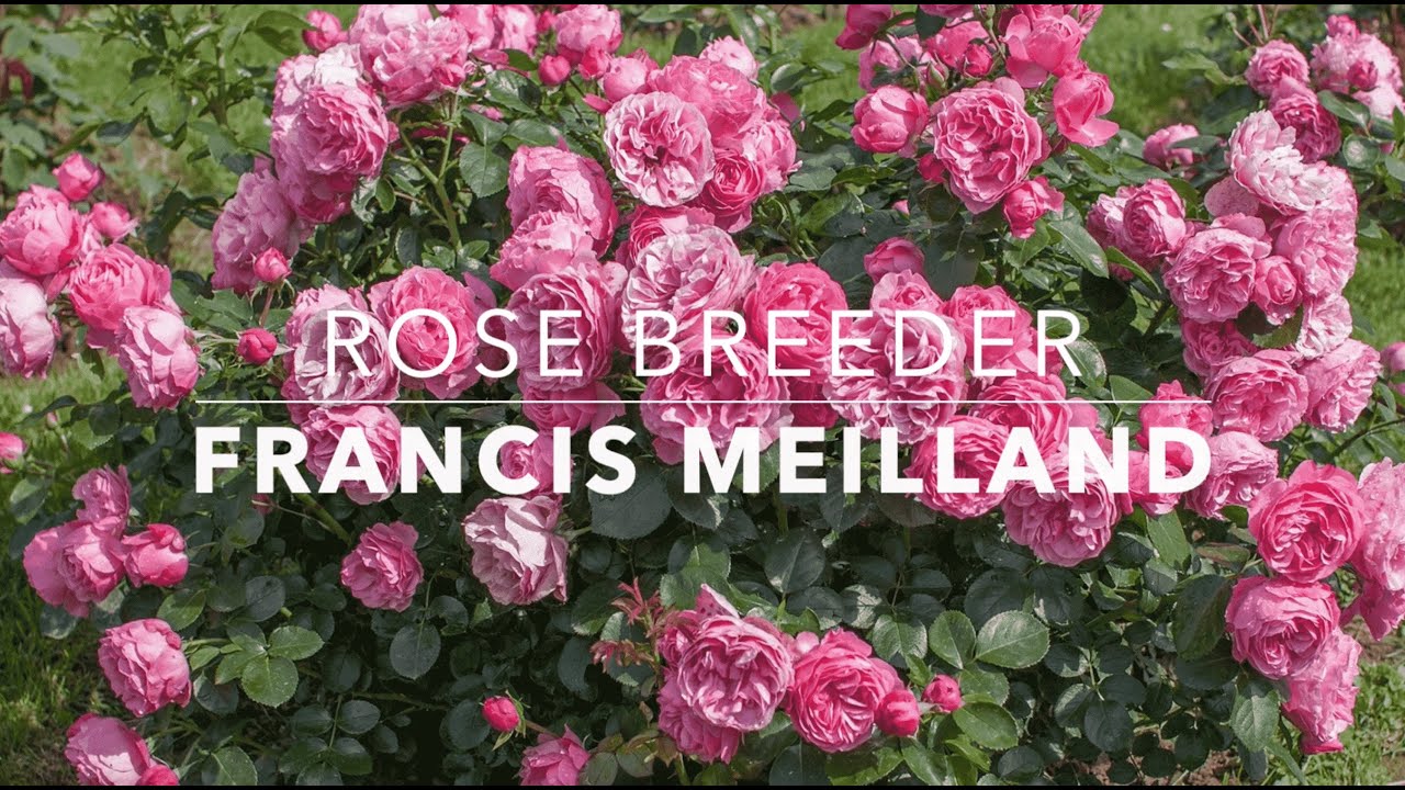 The birth of Peace Rose: Francis Meilland & his breeding legend｜Rose ...