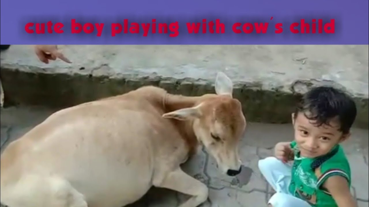 Cute little boy playing with cow's child - YouTube