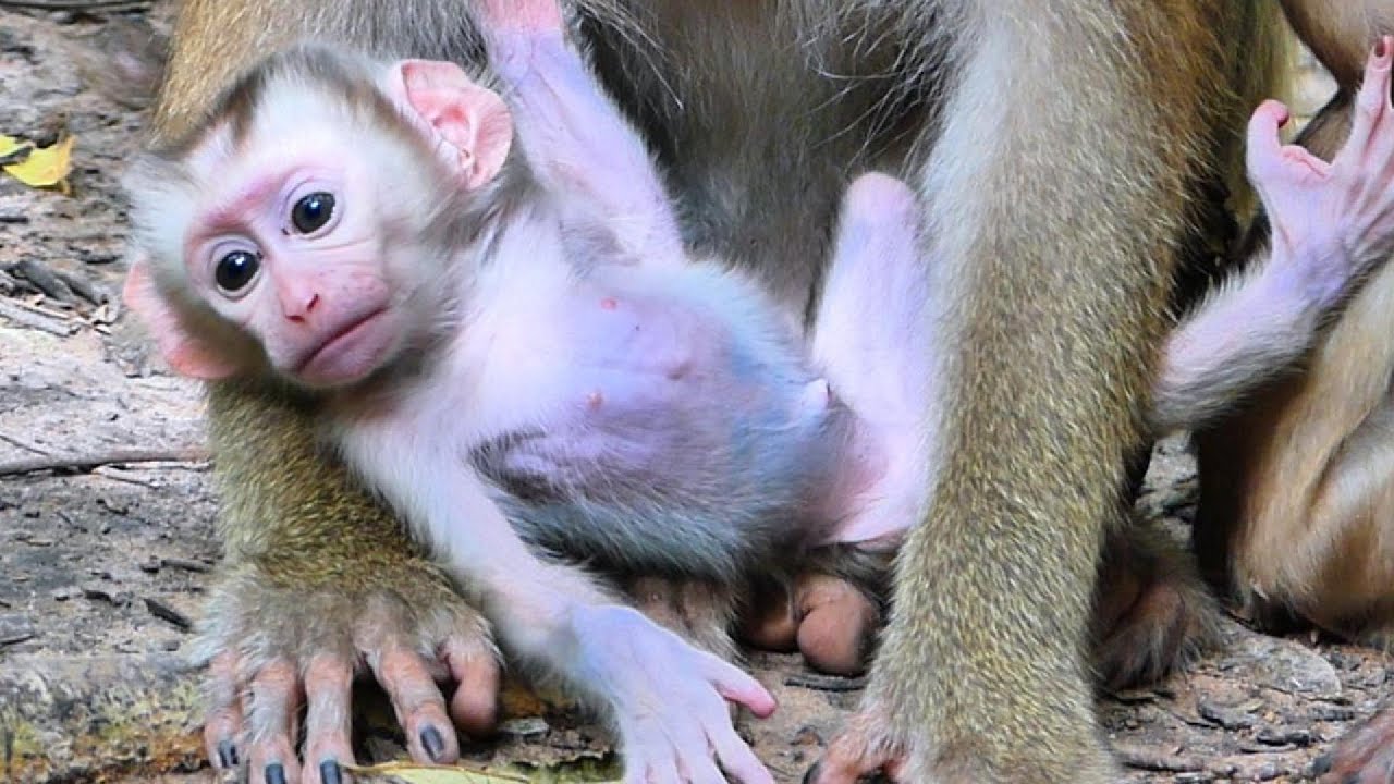 The Best Clip: #95, Adorable Little Monkey Undergoes a Rapid ...