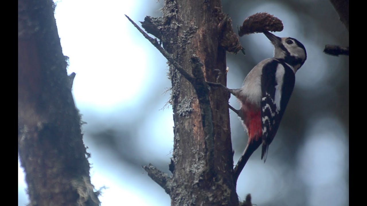 The Woodpecker Film. In its natural habitat ! Flaggspett. Tysvær 0711 ...