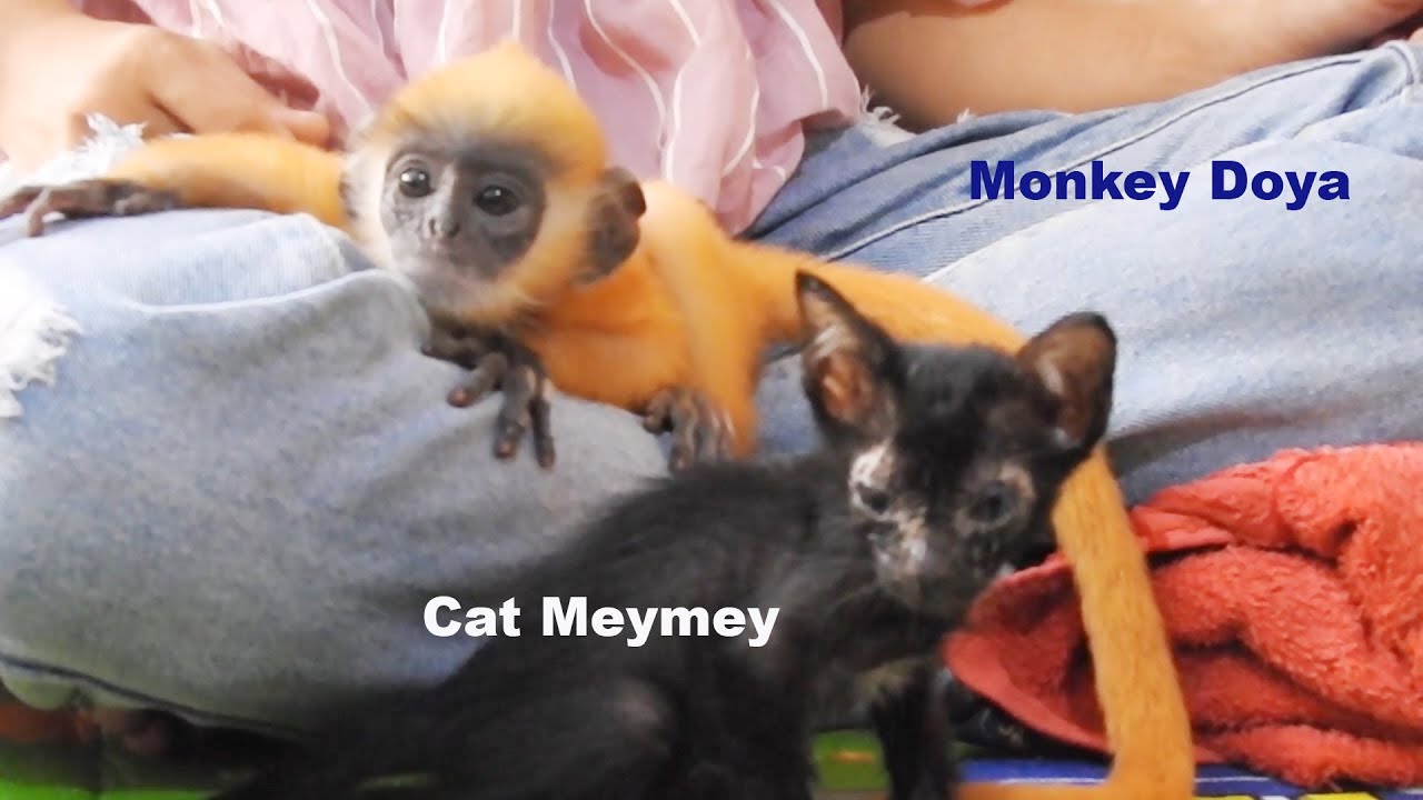 Monkey Doya Loves To Play Toy With Brother Jack, While Cat Meymey Is ...
