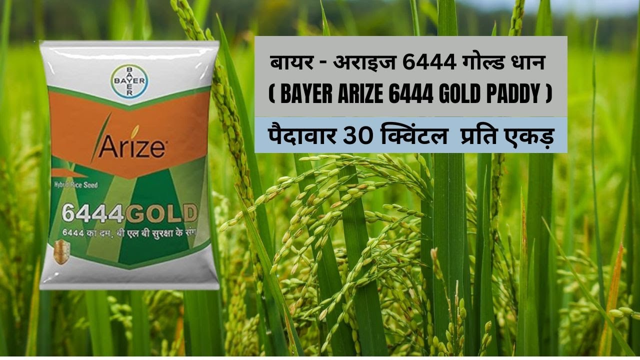 बायर - अराइज 6444 गोल्ड धान ( BAYER ARIZE 6444 GOLD PADDY ) - YouTube
