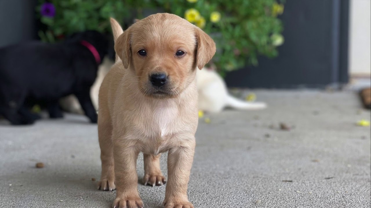 Breslin 4-week old British Labrador Puppies - YouTube
