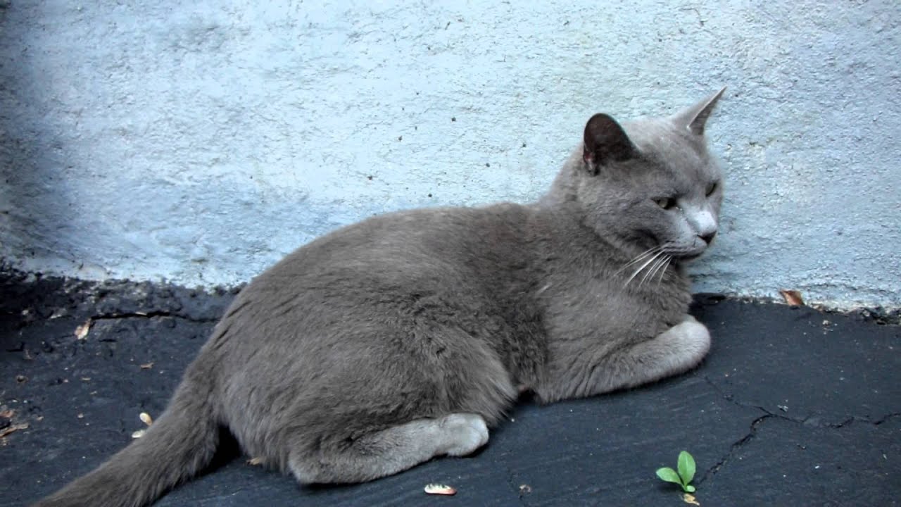 Rocky The Cat - YouTube