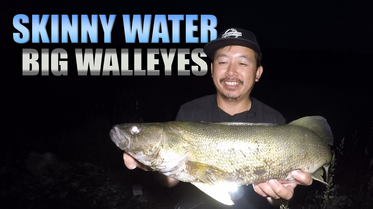 Fishing for Big Walleyes in Skinny Water - YouTube
