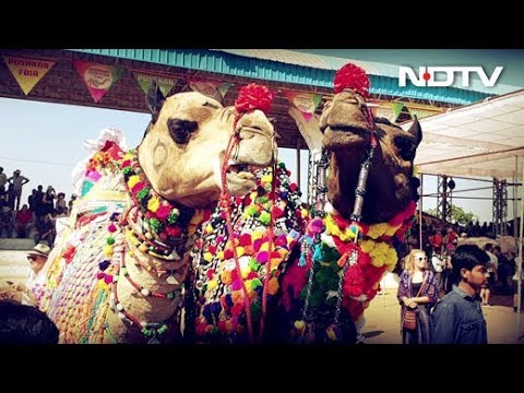 The Camel Beauty Contest At The Pushkar Fair - YouTube