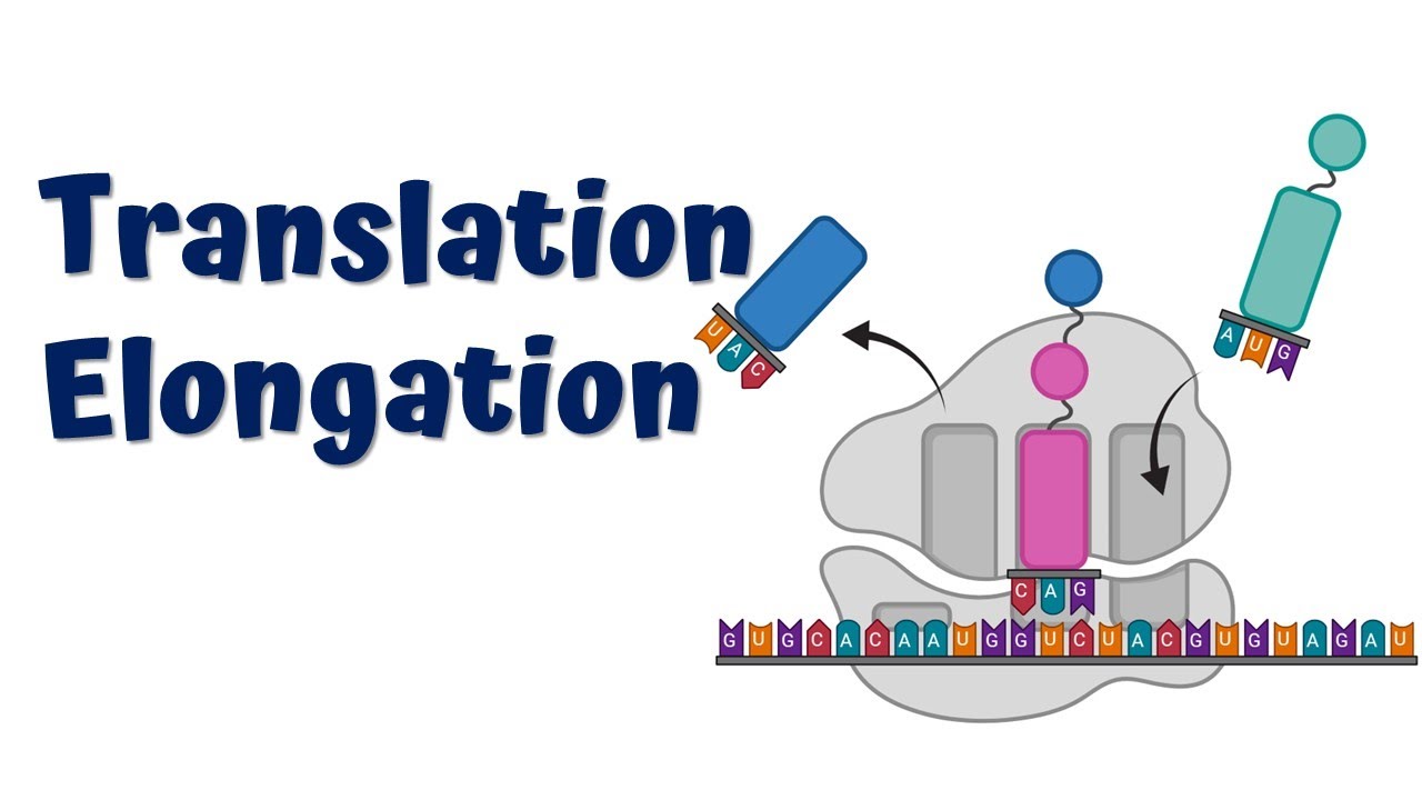 Elongation of Translation (mRNA to Protein) - YouTube