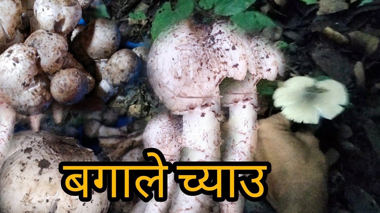 Aaj Jungle ma Mushroom (Cheu) Khojna gako.🍄🍄//Mushroom hunting in ...