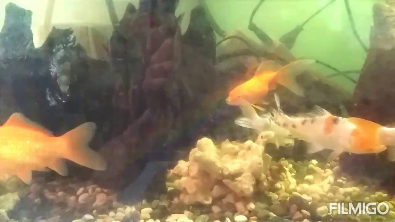 MEGATANK KOI MELAWAN PREDATOR PINK TAIL - YouTube