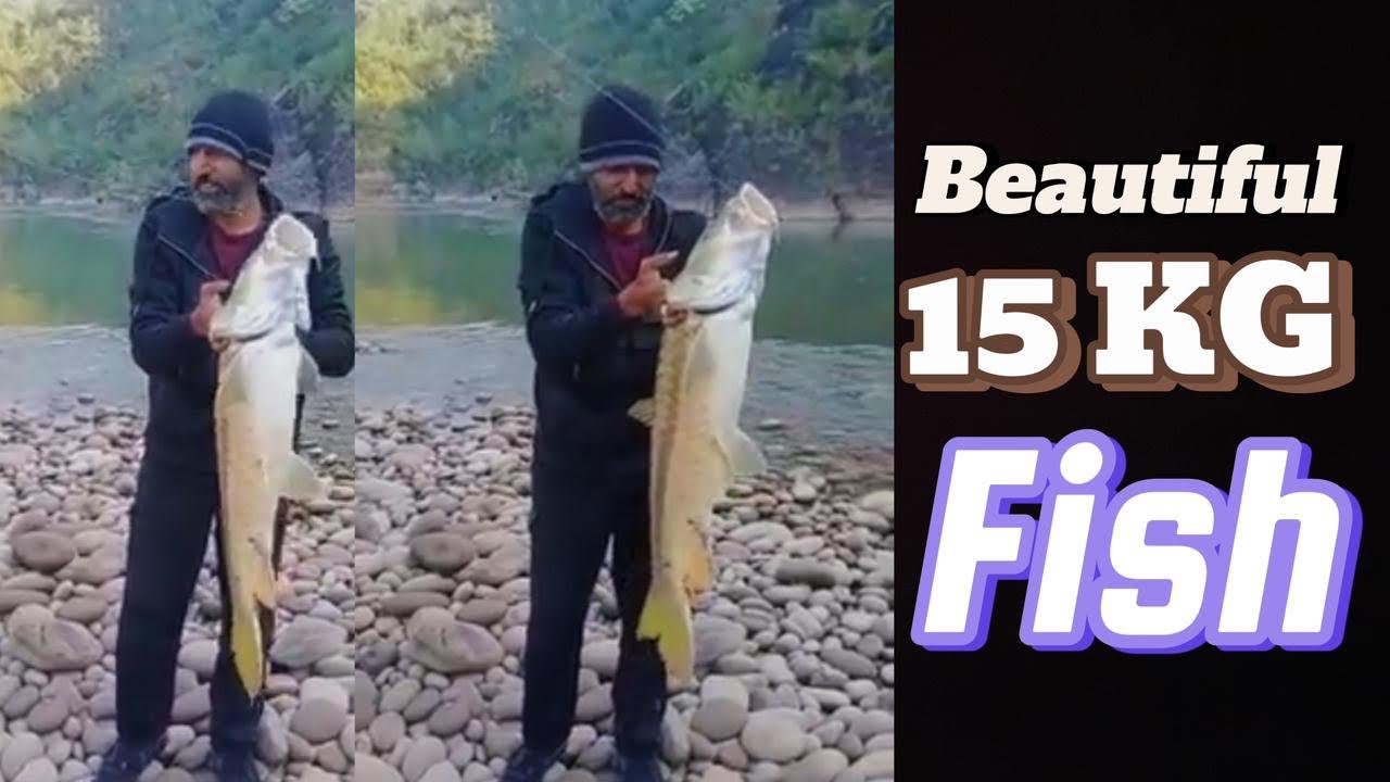 Beautiful big size golden mahsher of ponch river - YouTube