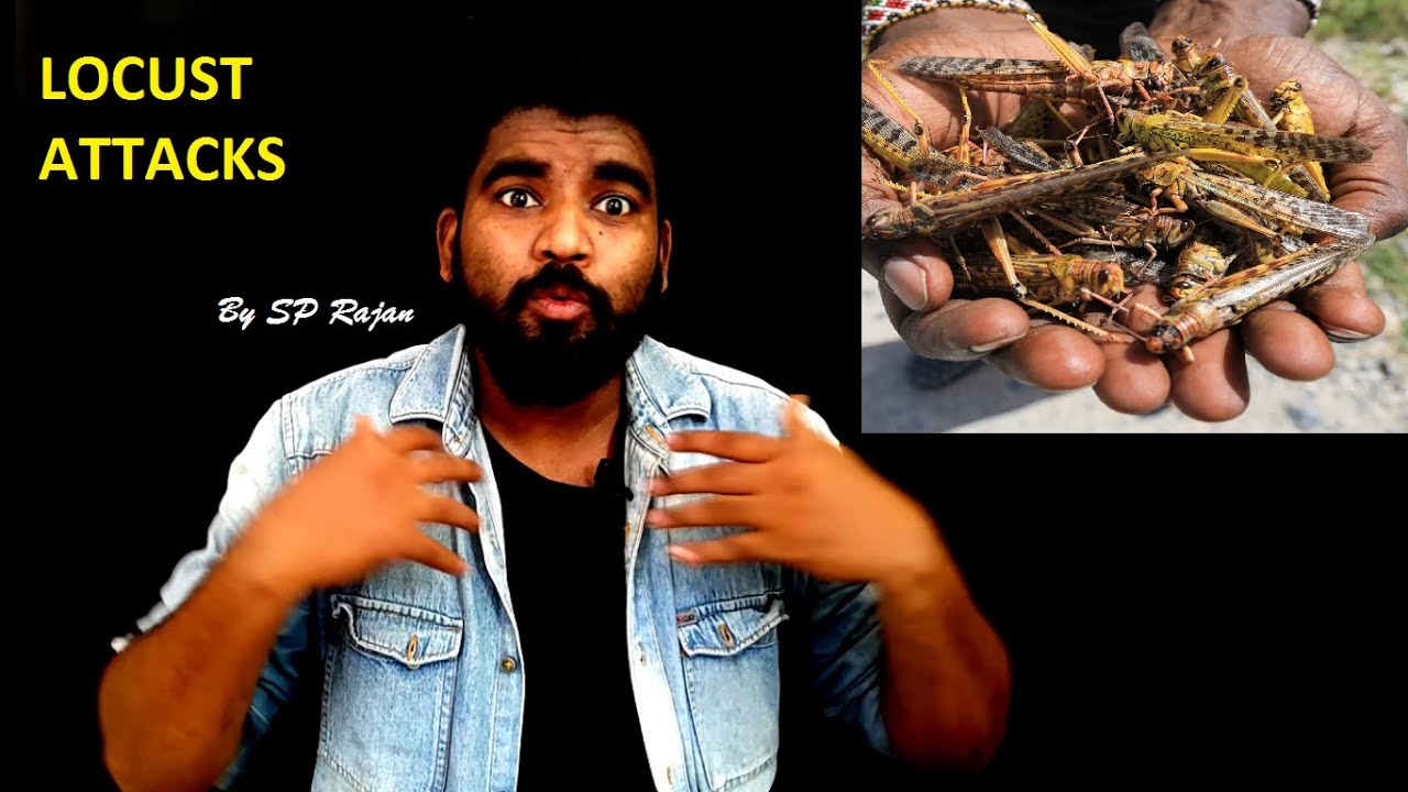 ENGLISH LOCUST ATTACKS EXPLAINED IN DETAIL LOCUSTS IN INDIA By SP Rajan YouTube english-locust-attacks-explained-in-detail-locusts-in-india-by-sp-rajan-youtube