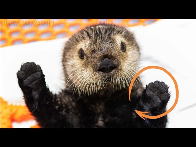 Otter Feet 20 Fun Facts About Otters